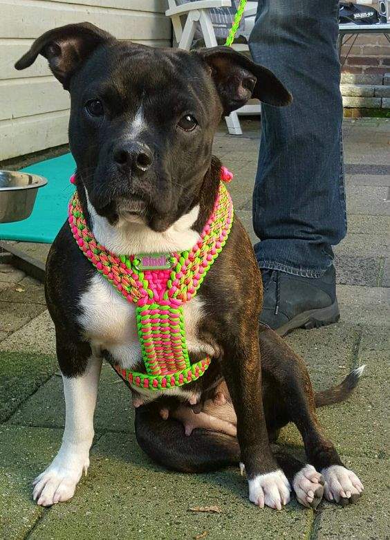 5 Ways To Love Your Dog With Paracord Paracord Planet 5 Ways To Love Your Dog With Paracord Paracord Planet